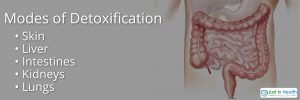 Best Supplements and Nutrients for Detoxification
