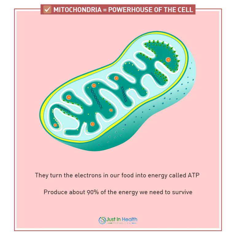 Mitochondria 101: The Key to Longevity