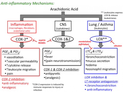 What are the Natural Anti-Inflammatory Agents for Pain Relief - Austin ...