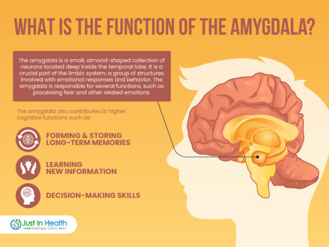 How to Retrain Your Brain, Amygdala and Heal From Trauma - Ashok Gupta ...