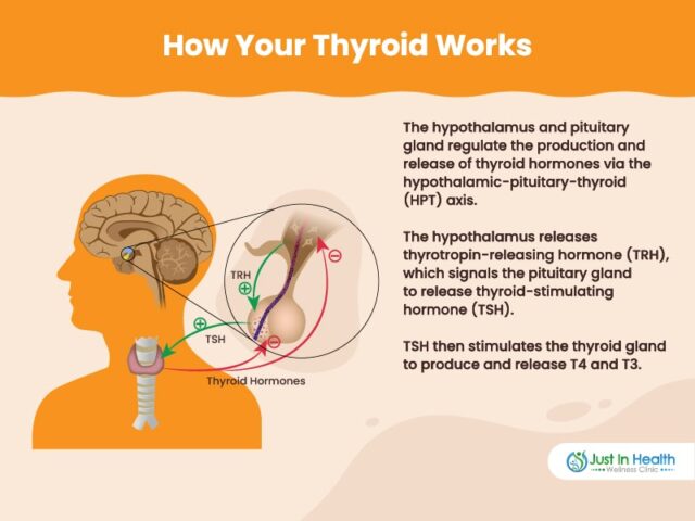 The Functional Medicine Approach to Hypothyroidism